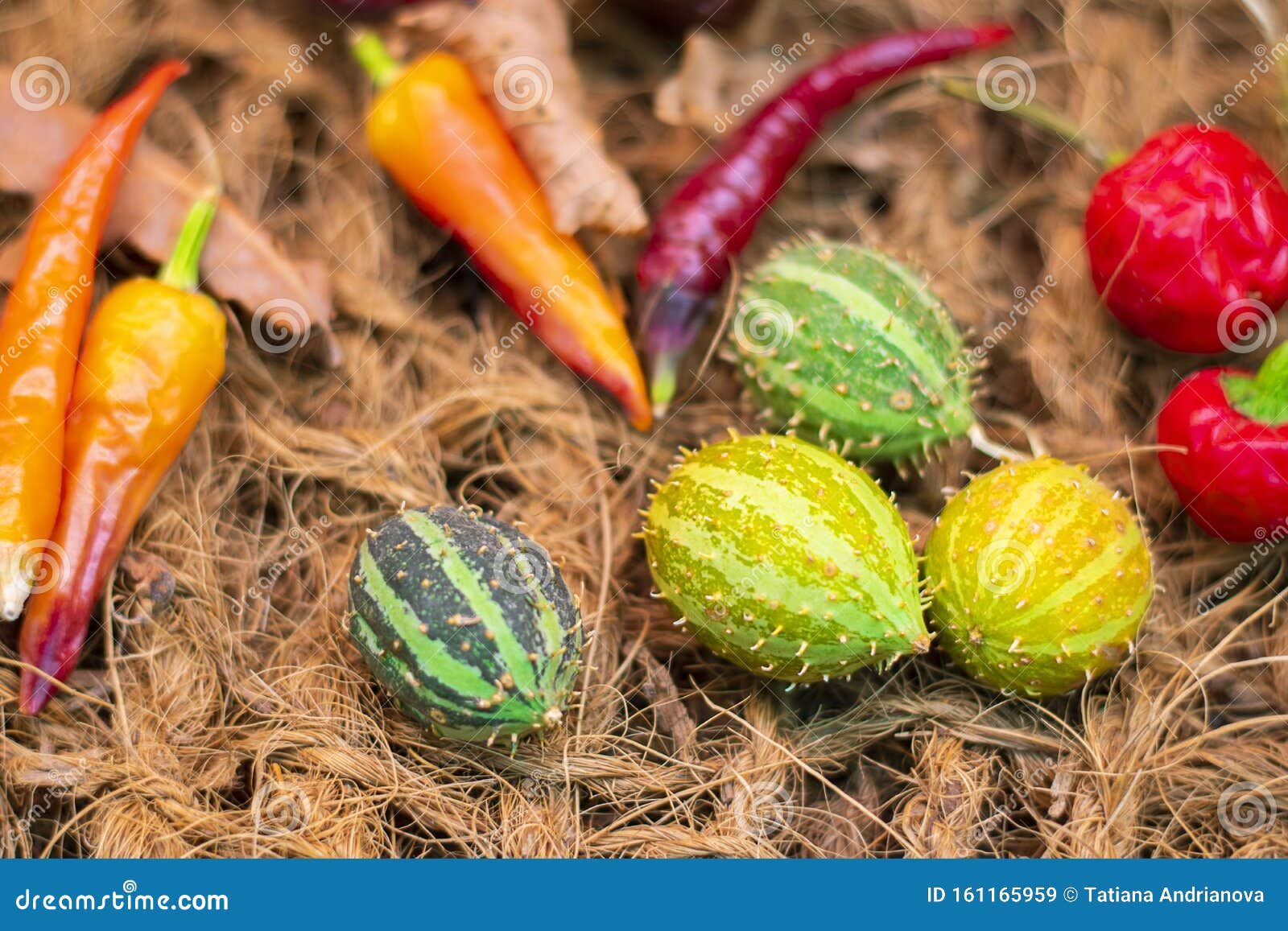 Decorative Ecballium Elaterium, Also Called the Squirting Cucumber or ...