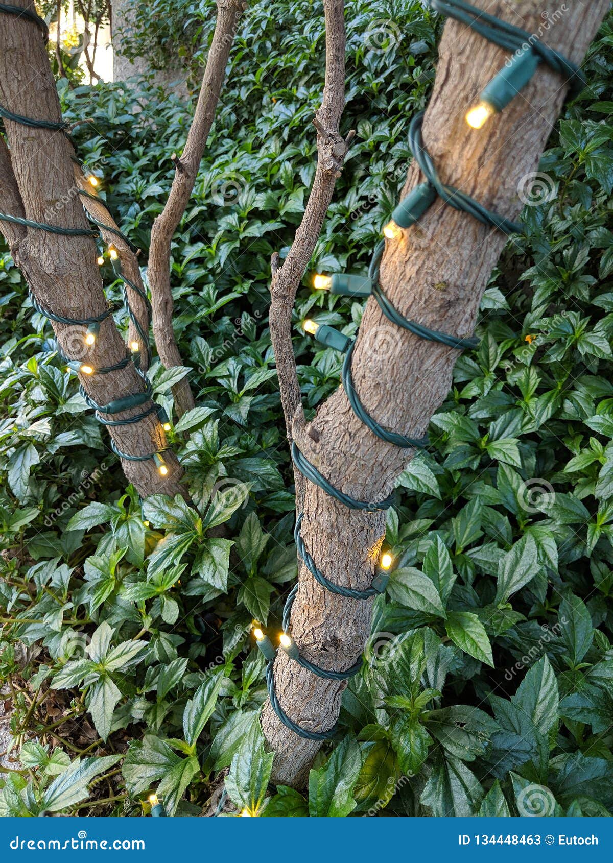 Decorative Electric Lights stock image. Image of light - 134448463