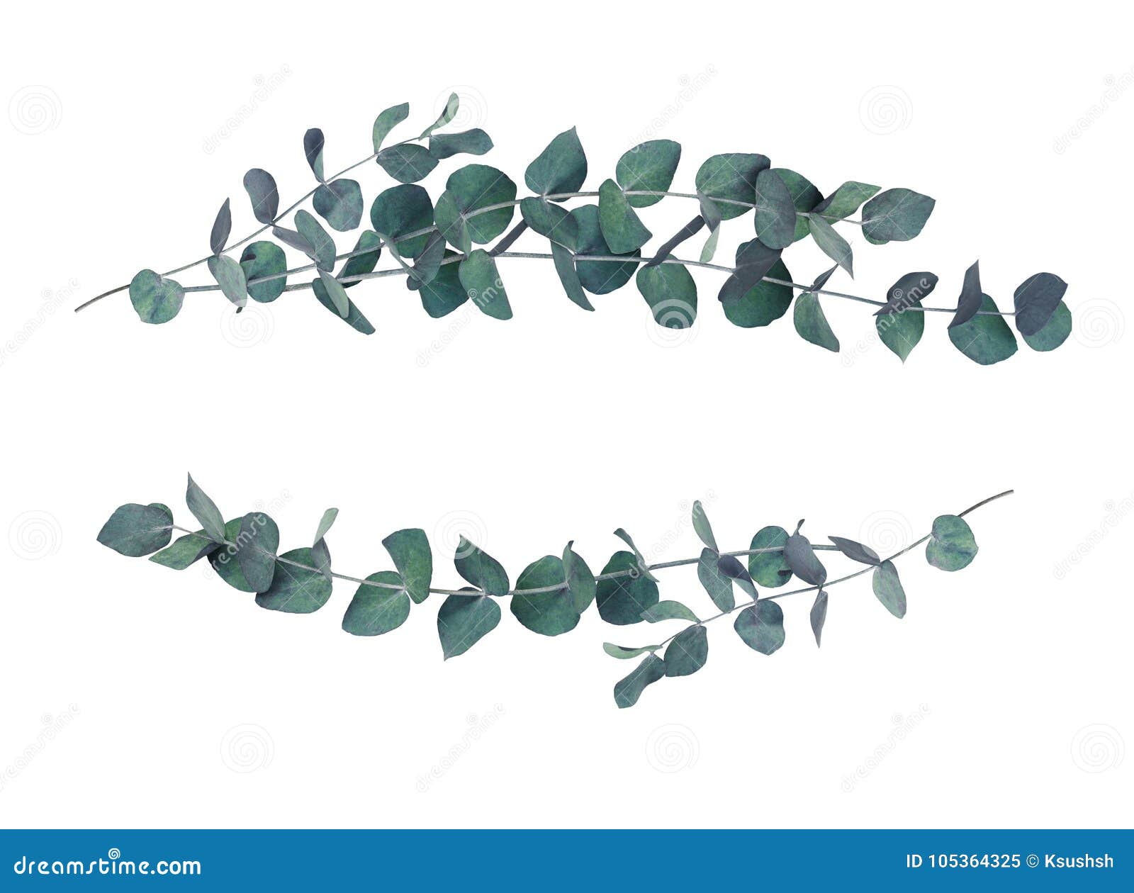 Eucalyptus Leaves Isolated On White Background. Green Eucalyptus Branch ... Eucalyptus Leaves Isolated On White Background. Green Eucalyptus Branch ...