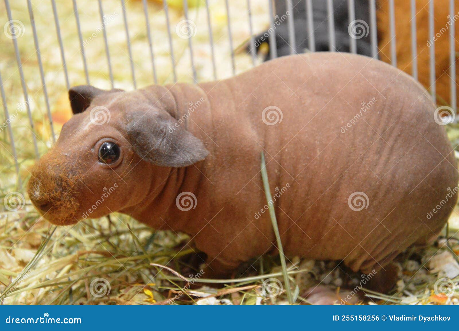 Guinea pig stock photo. Image of grass, food, sitting - 255158256