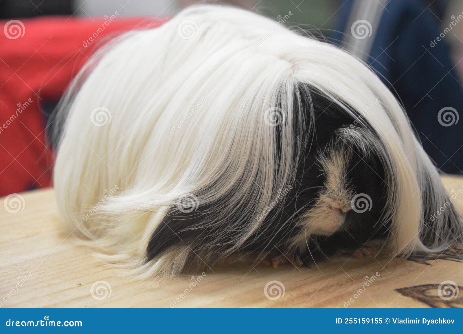 Guinea pig stock image. Image of food, group, friendship - 255159155