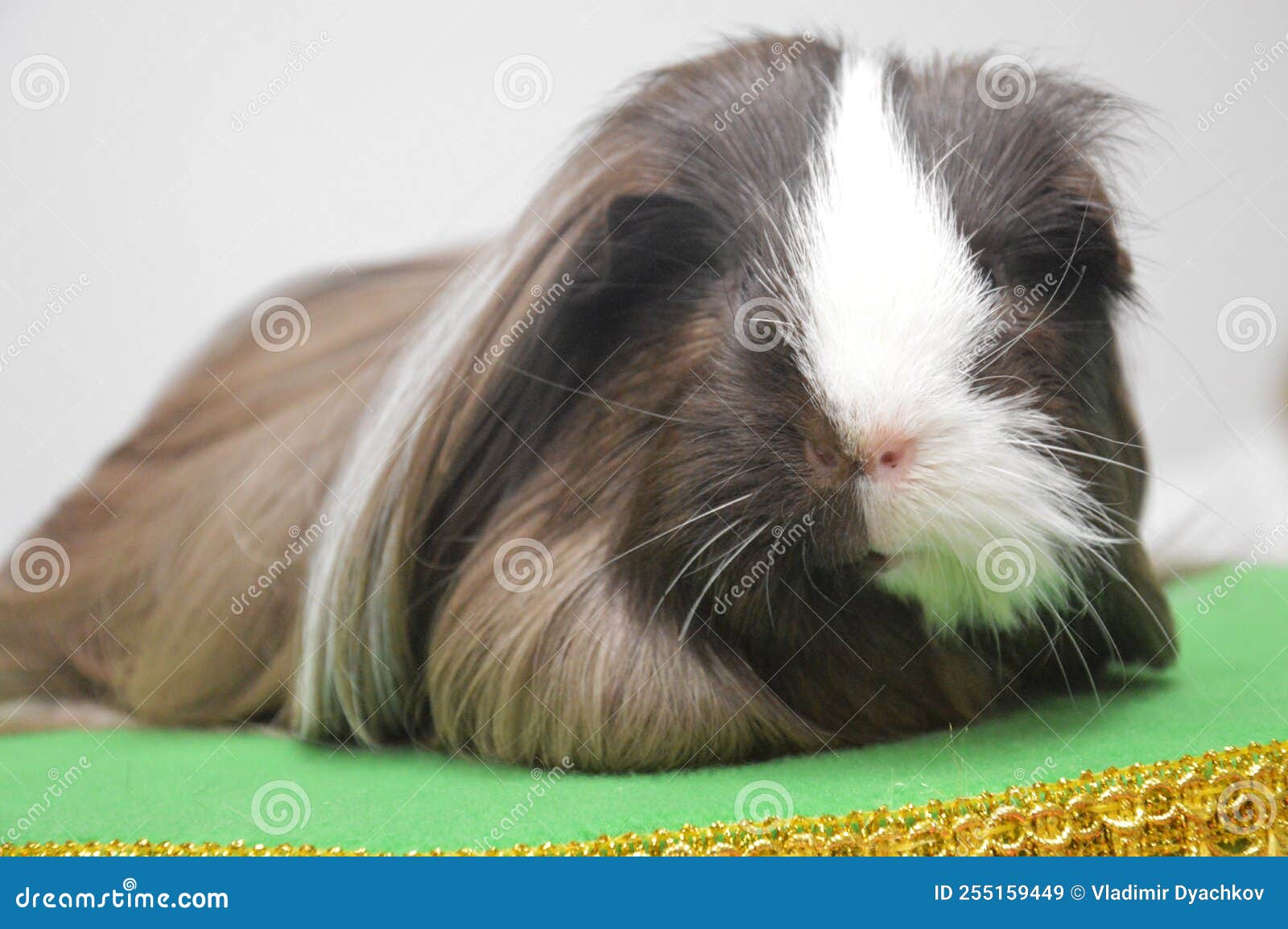 Guinea pig stock image. Image of people, food, happy - 255159449