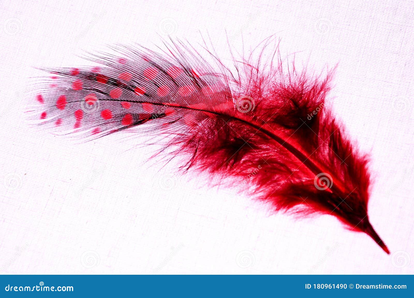 Decorative Feather with Round Print. Stock Photo - Image of blue, boke ...