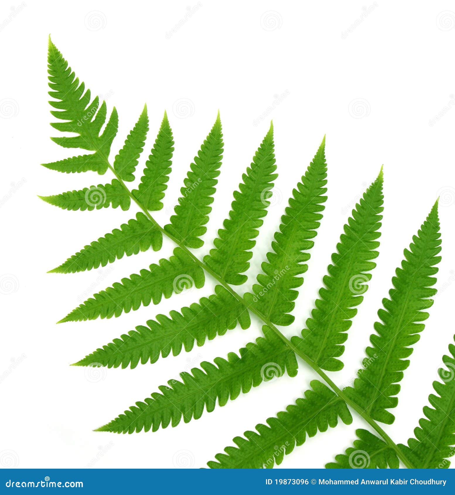 Decorative fern stock photo. Image of details, forest - 19873096