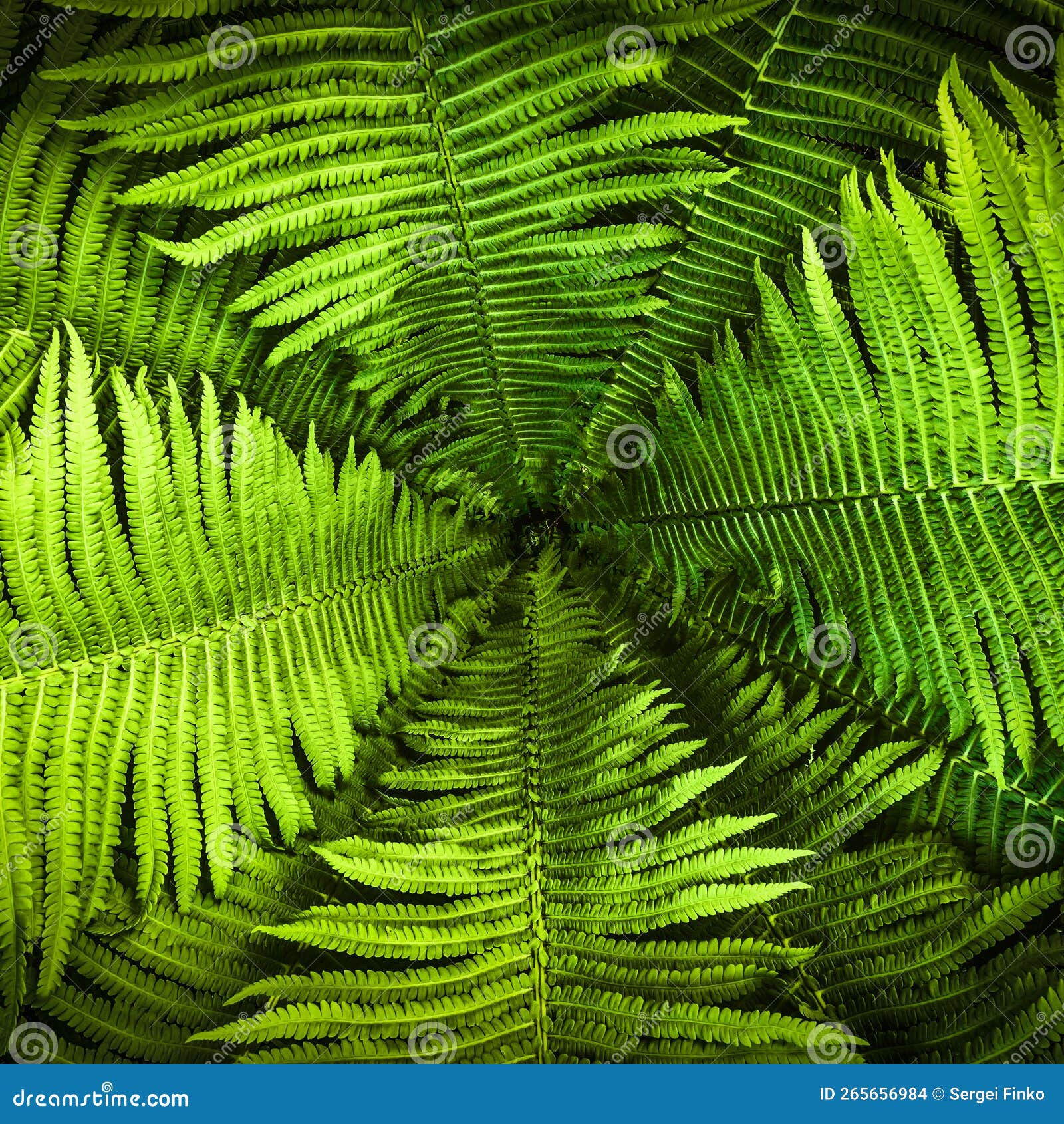 Decorative fern garden stock photo. Image of flora, macro - 265656984