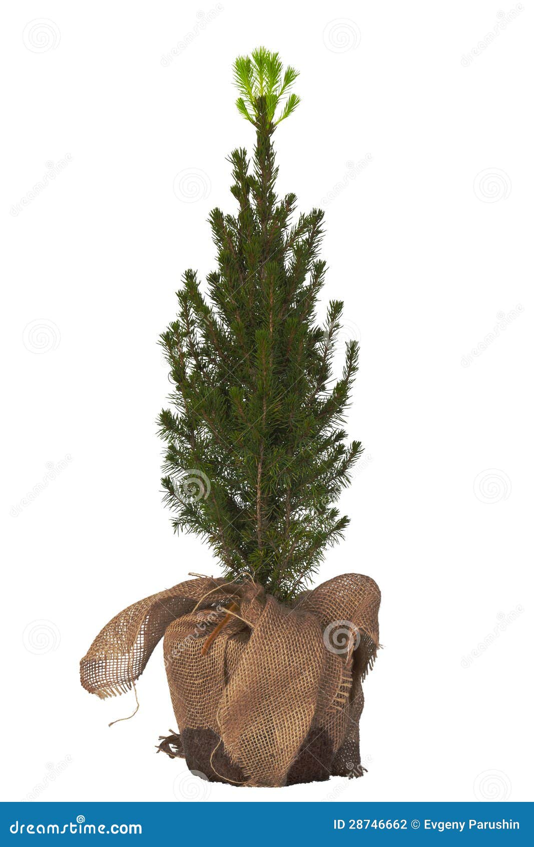 Decorative fir-tree stock photo. Image of coniferous - 28746662