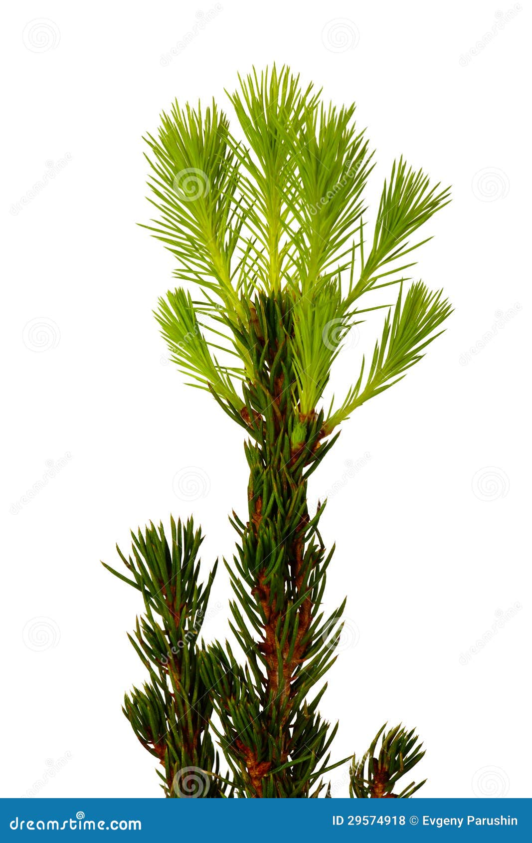 Decorative fir-tree stock photo. Image of christmas, selective - 29574918
