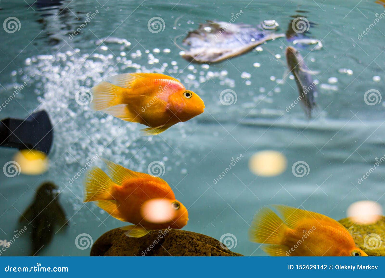 Decorative Fish in the Aquarium. Angelfish and Goldfish. Stock Photo ...