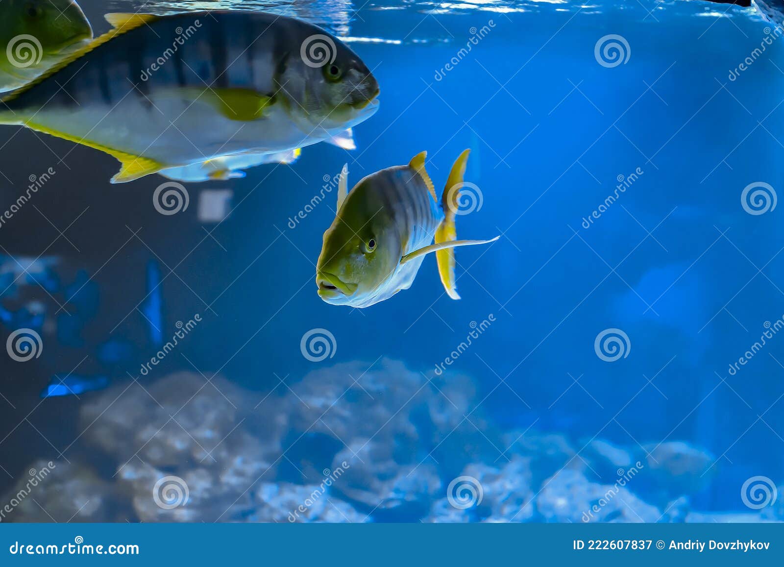 Decorative Fish in the Aquarium on a Dark Blue Background Stock Image ...