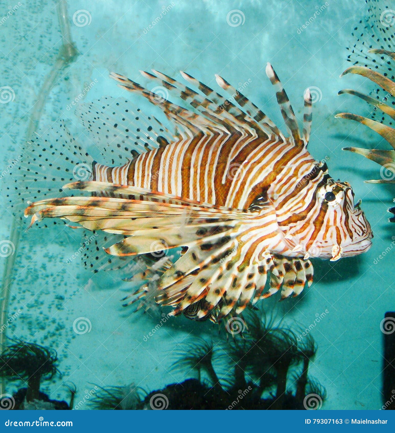 Decorative fish stock image. Image of limpid, animal - 79307163