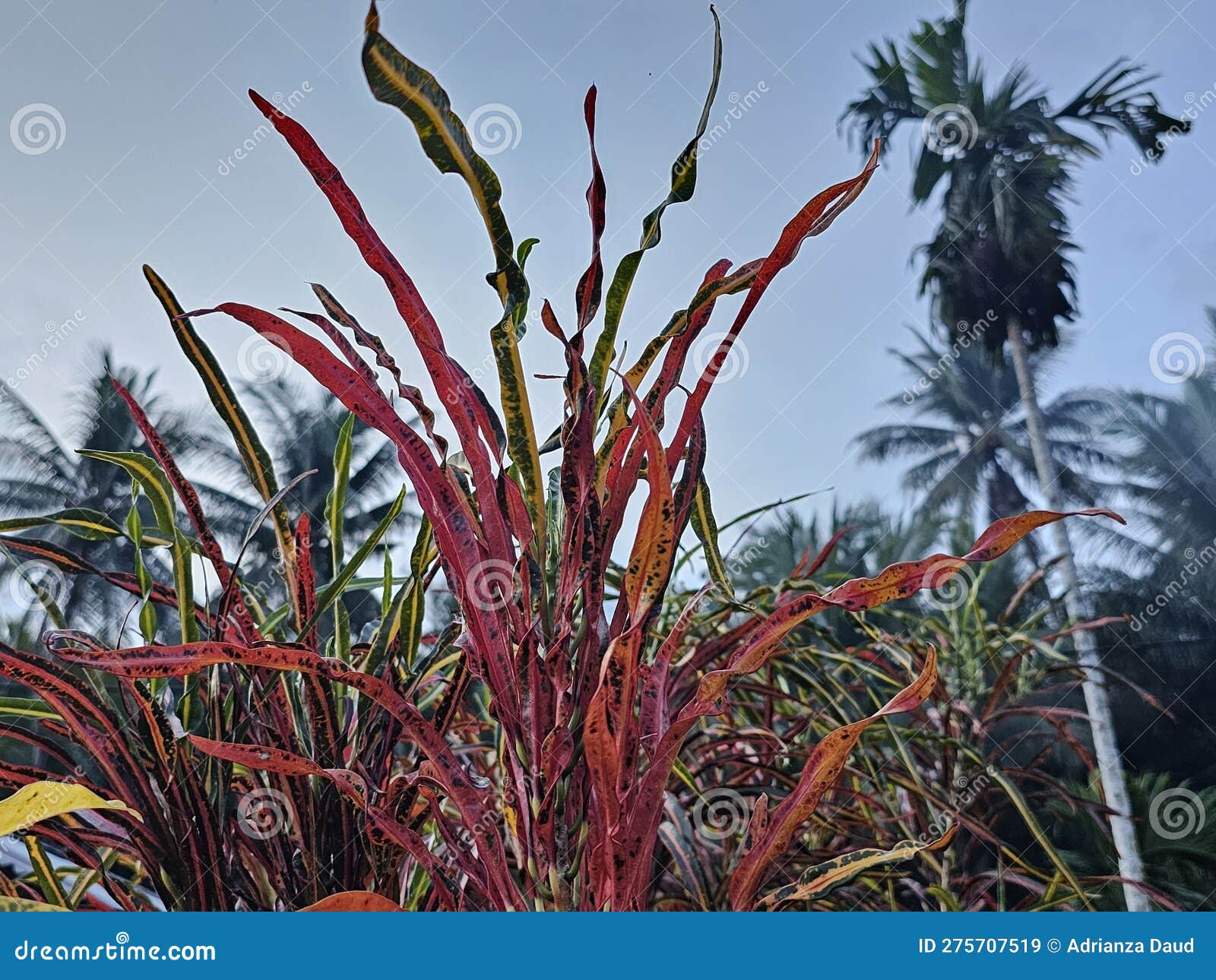 Decorative Flower Plants in Front of the House Stock Image - Image of ...