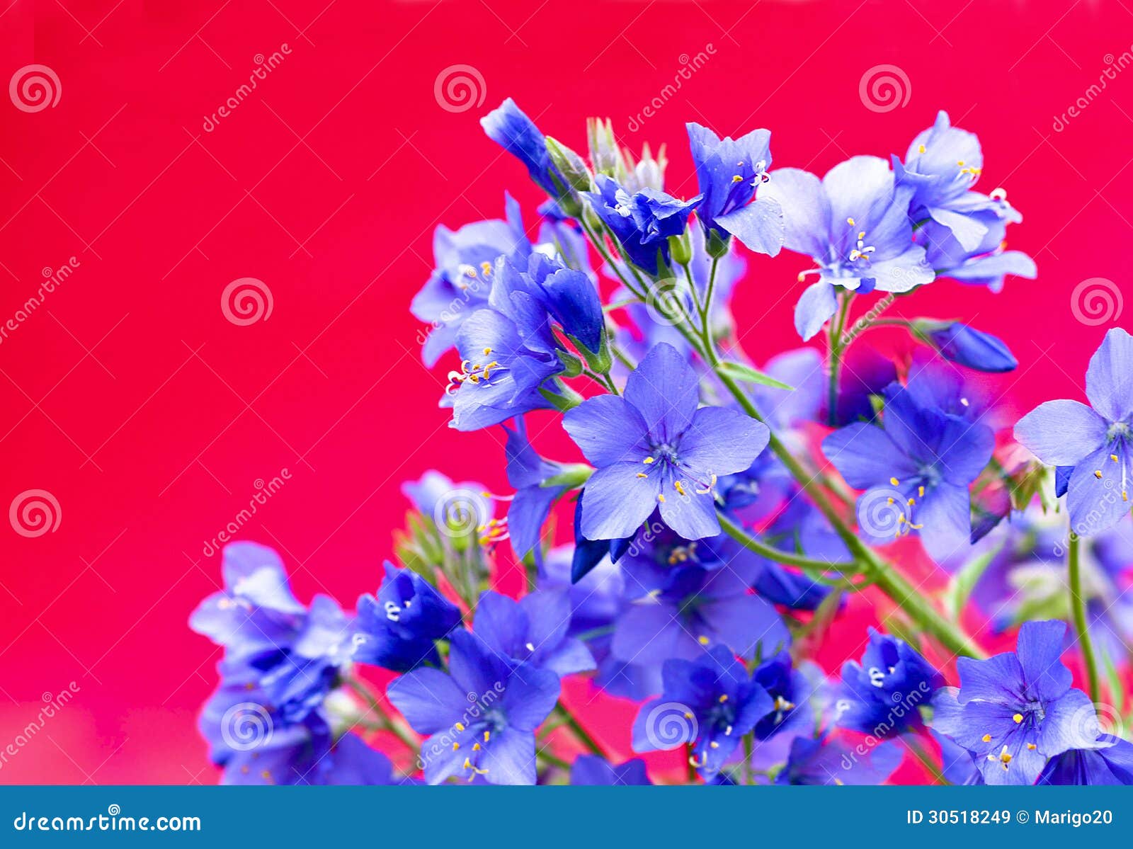 Decorative Flower Polemonium Caeruleum . Stock Image - Image of ...