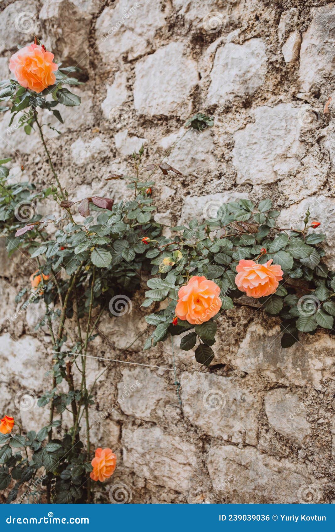 Decorative Flower Rose Grows Ancient Stone Wall Stock Photo - Image of ...