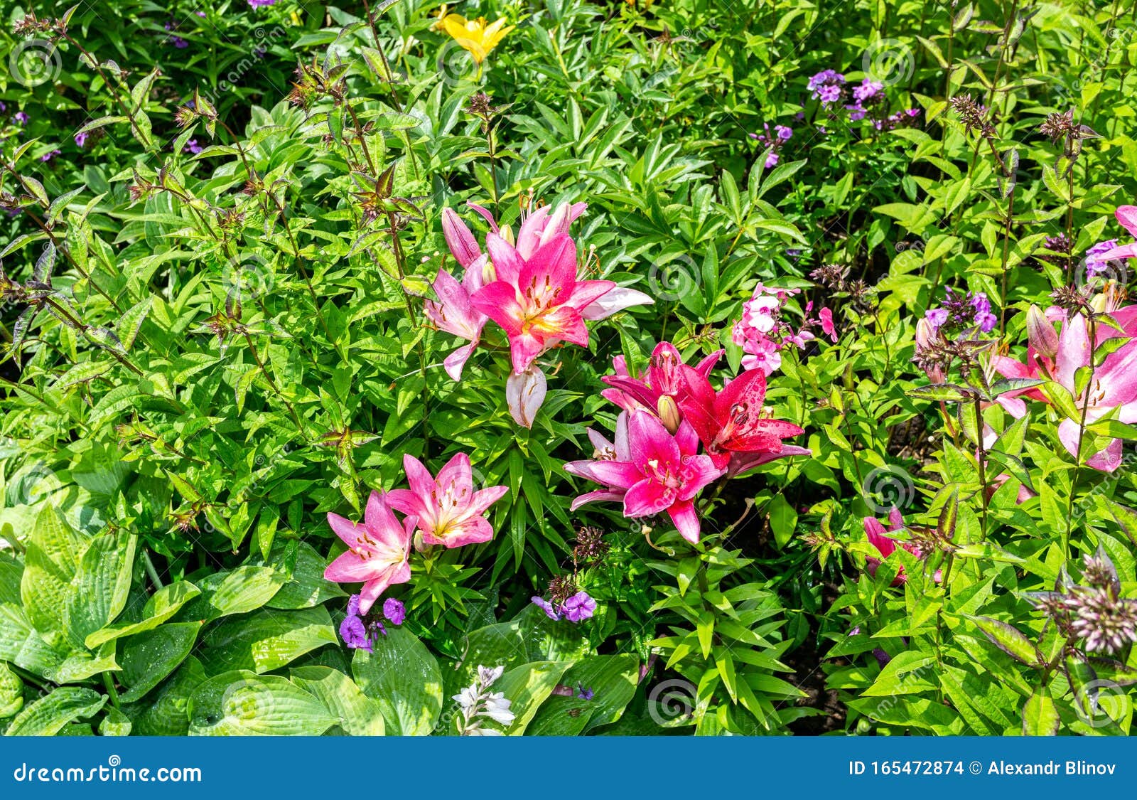 Decorative Flowers As Natural Organic Background Stock Photo - Image of ...