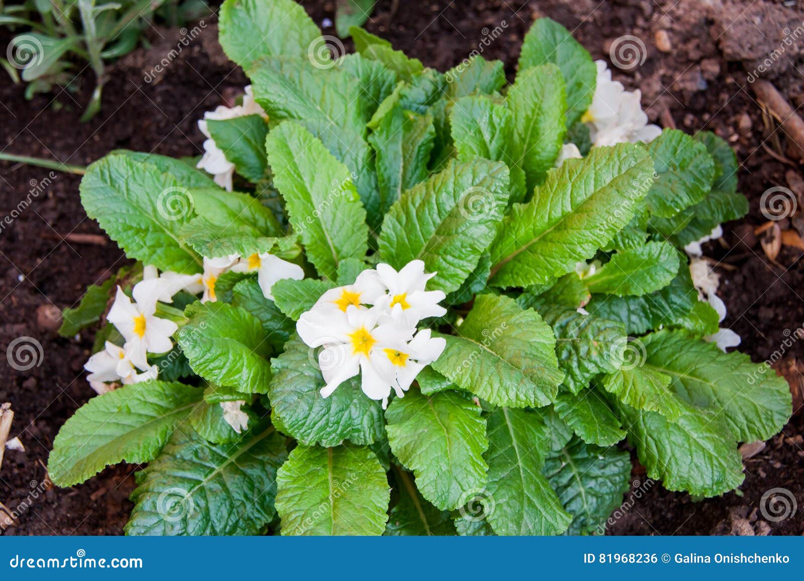 Decorative Flowers White Primula Stock Photo - Image of flower, summer ...