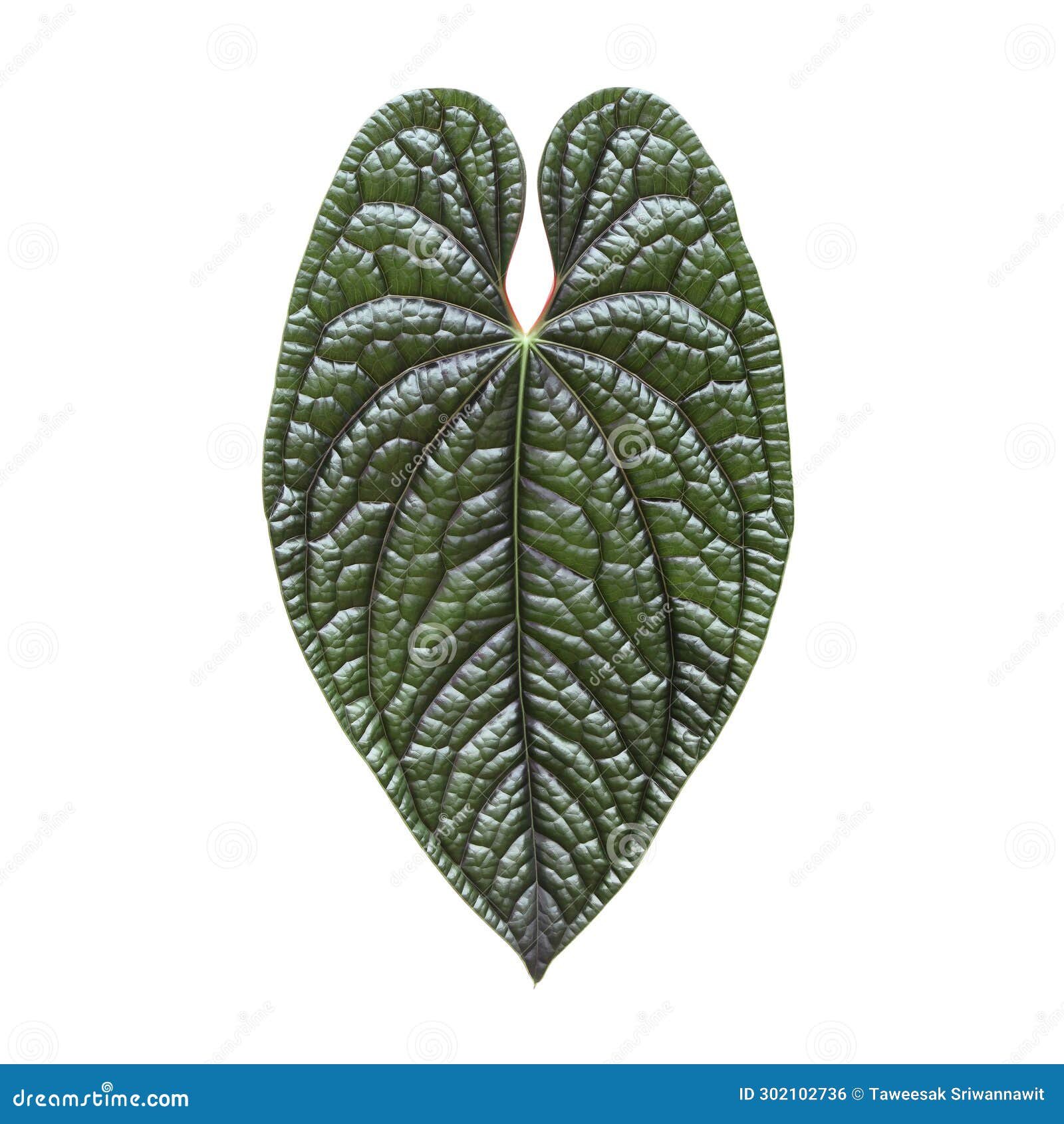 Anthurium Plant Vector Illustration In Red Pot On A Shelf ...