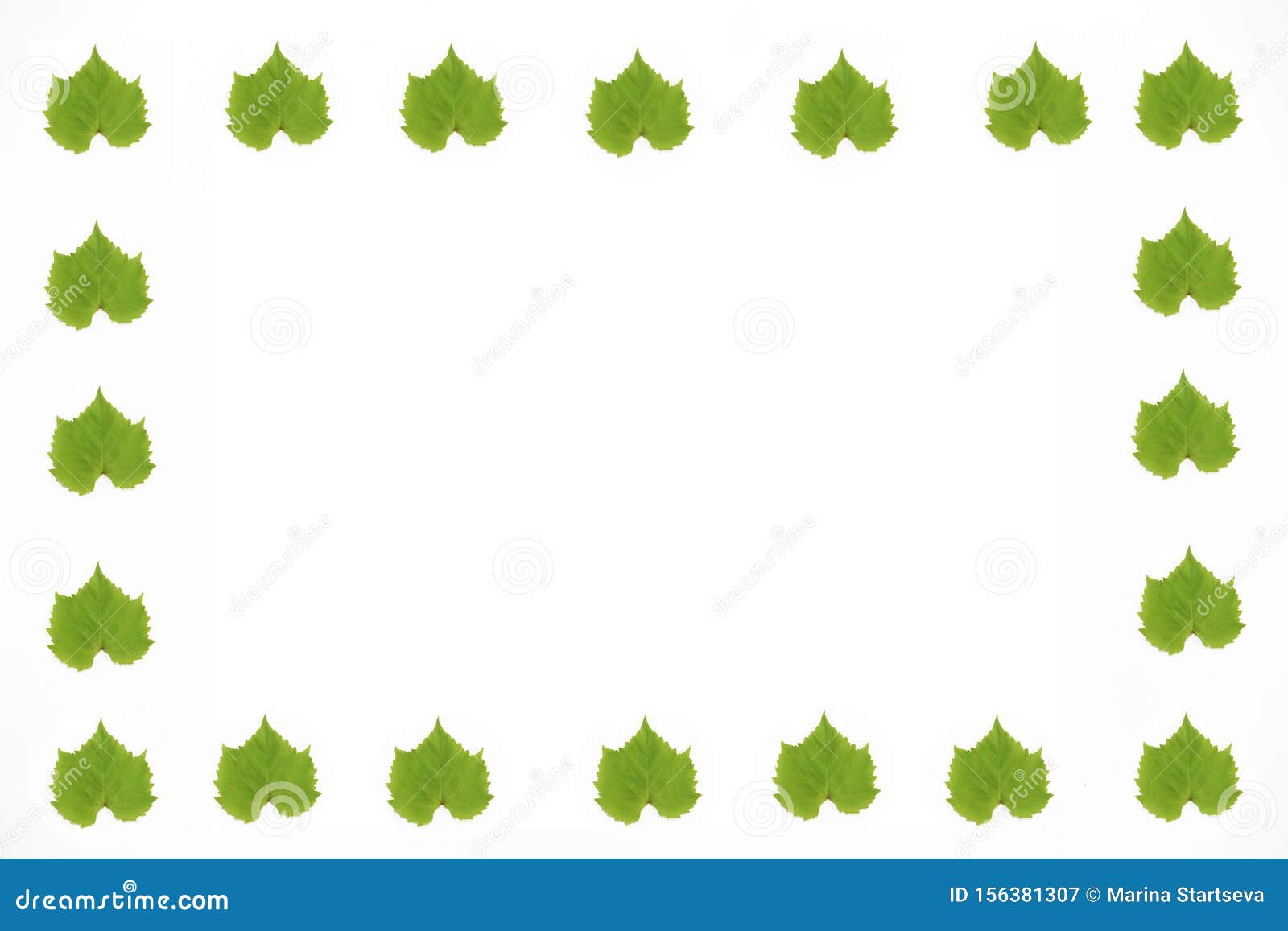 Decorative Frame from Green Natural Grape Leaves on a White Background ...