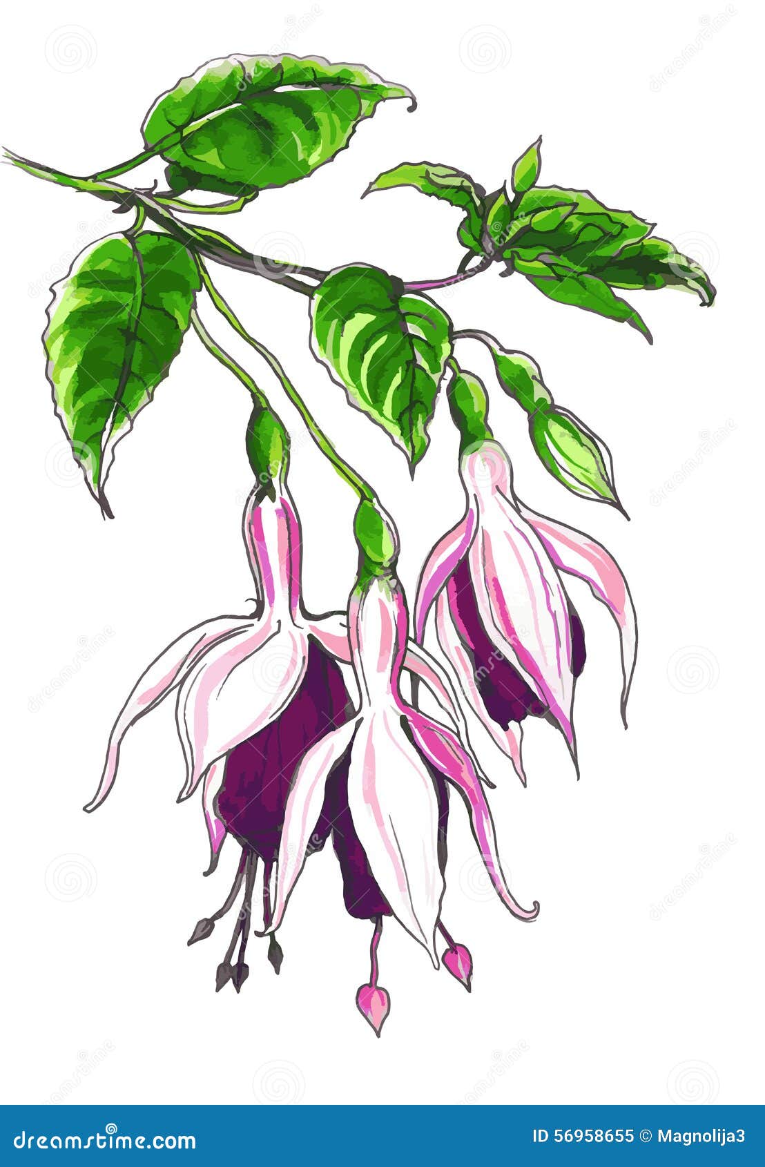 Decorative fuchsia flower stock vector. Illustration of botanical ...