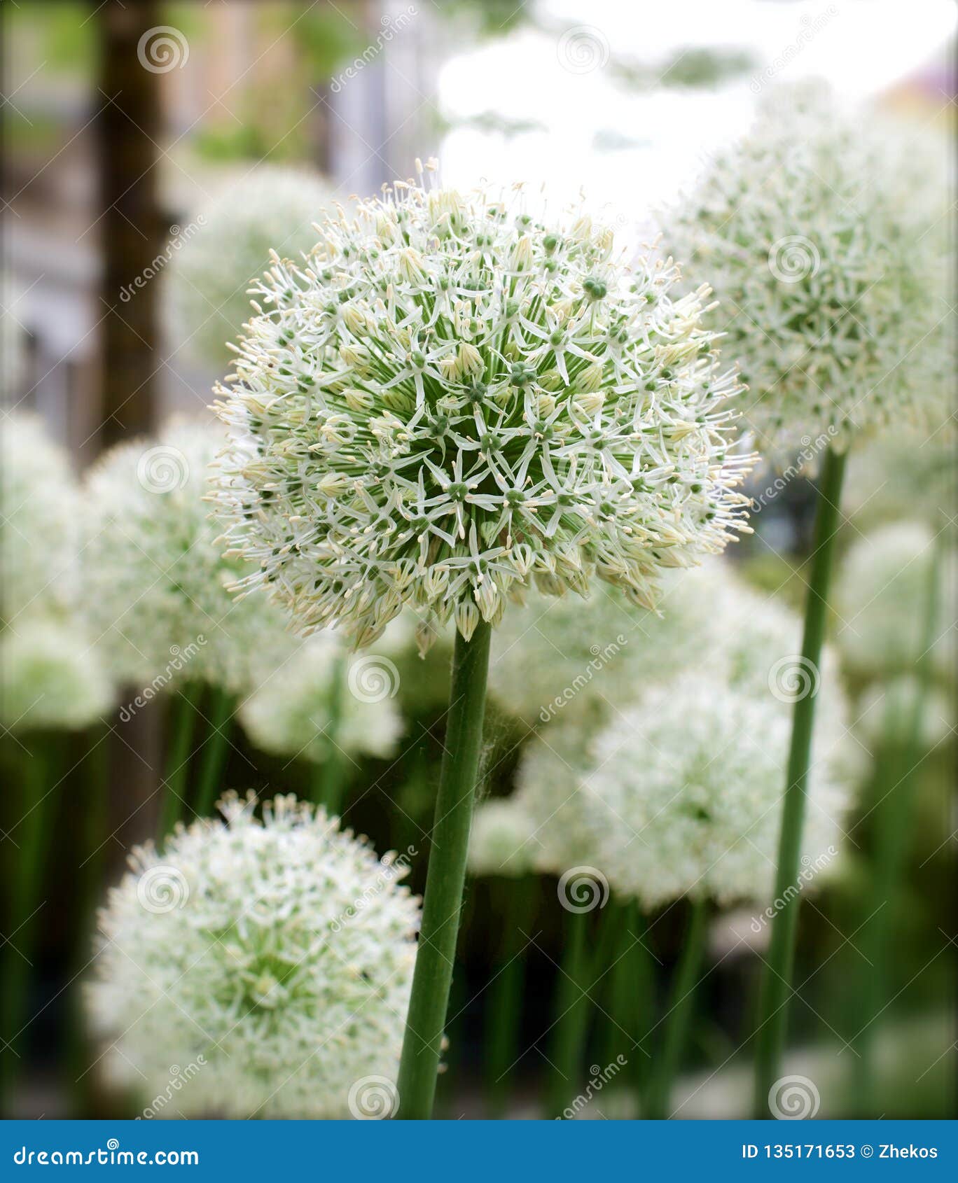 Decorative Garlic Flowers stock image. Image of freshness - 135171653
