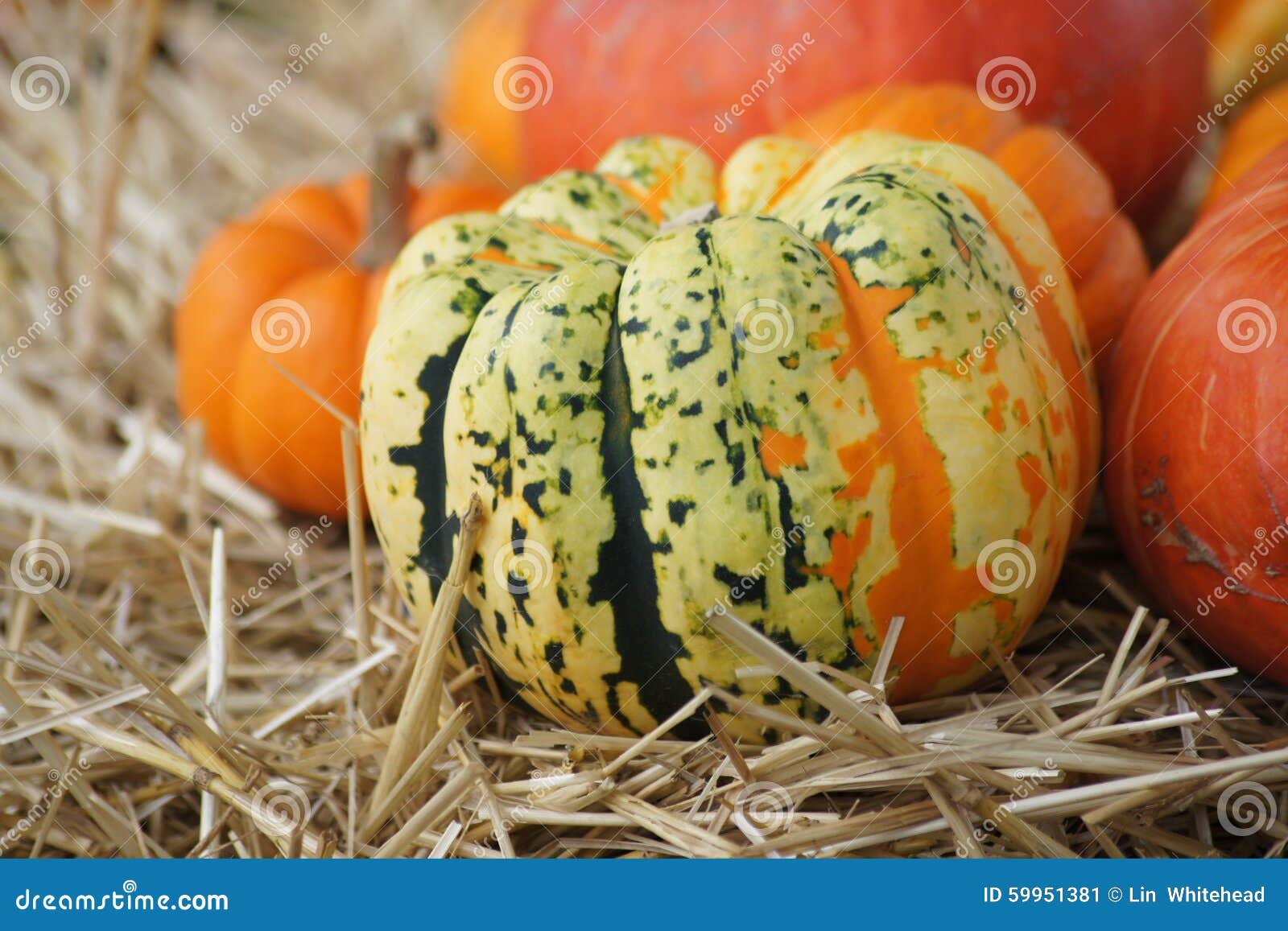 Decorative Gourds stock image. Image of colorful, decorate - 59951381
