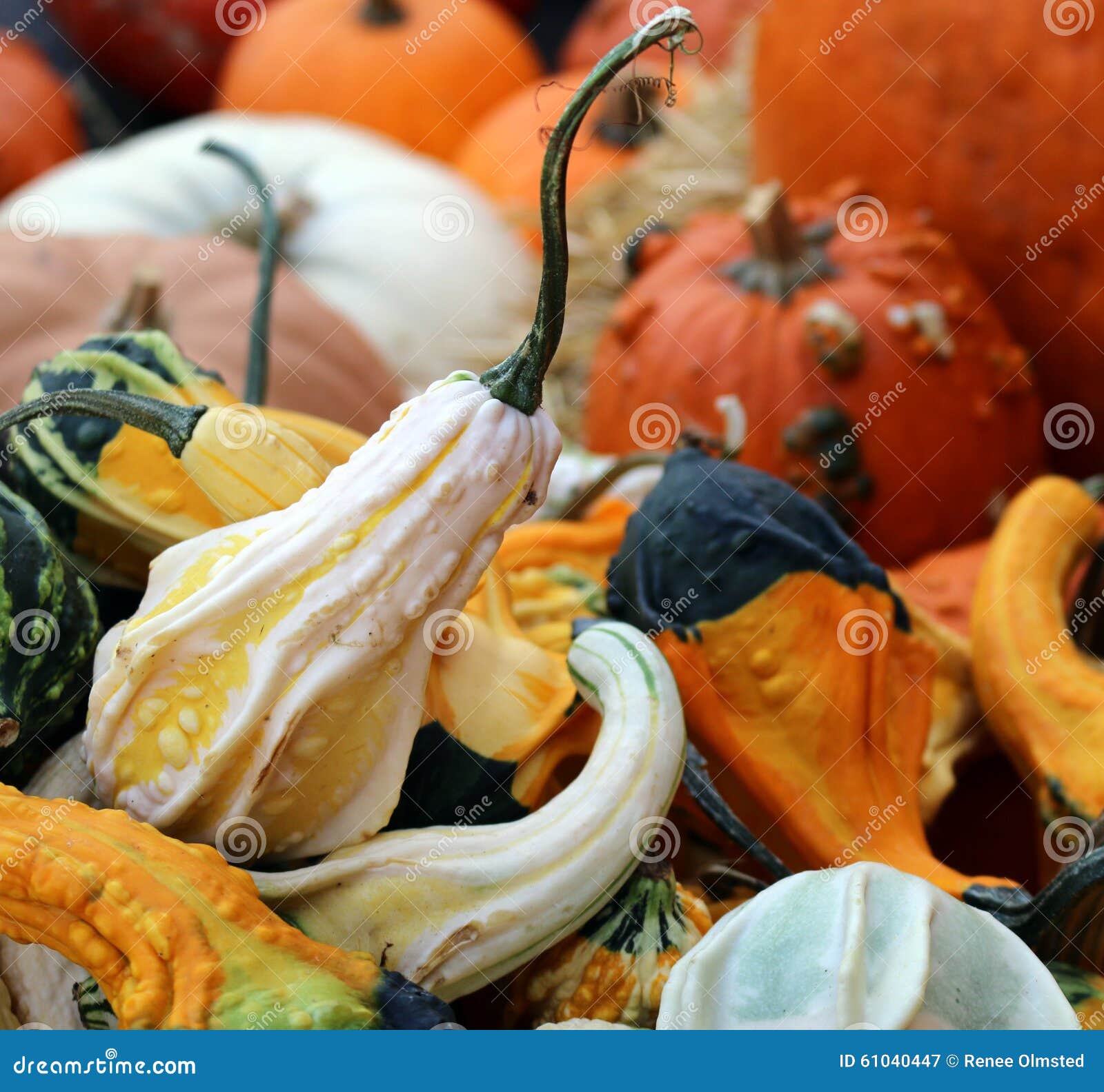 Decorative Gourds stock image. Image of gourds, ornamental - 61040447