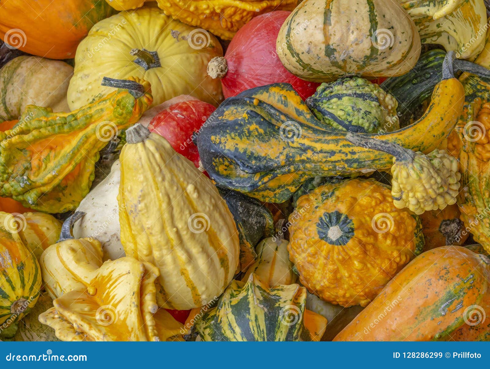 Decorative gourds stock image. Image of frame, display - 128286299