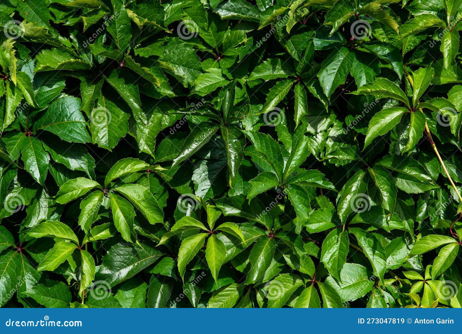 Decorative Grape Leaves Background Texture Stock Image - Image of farm ...