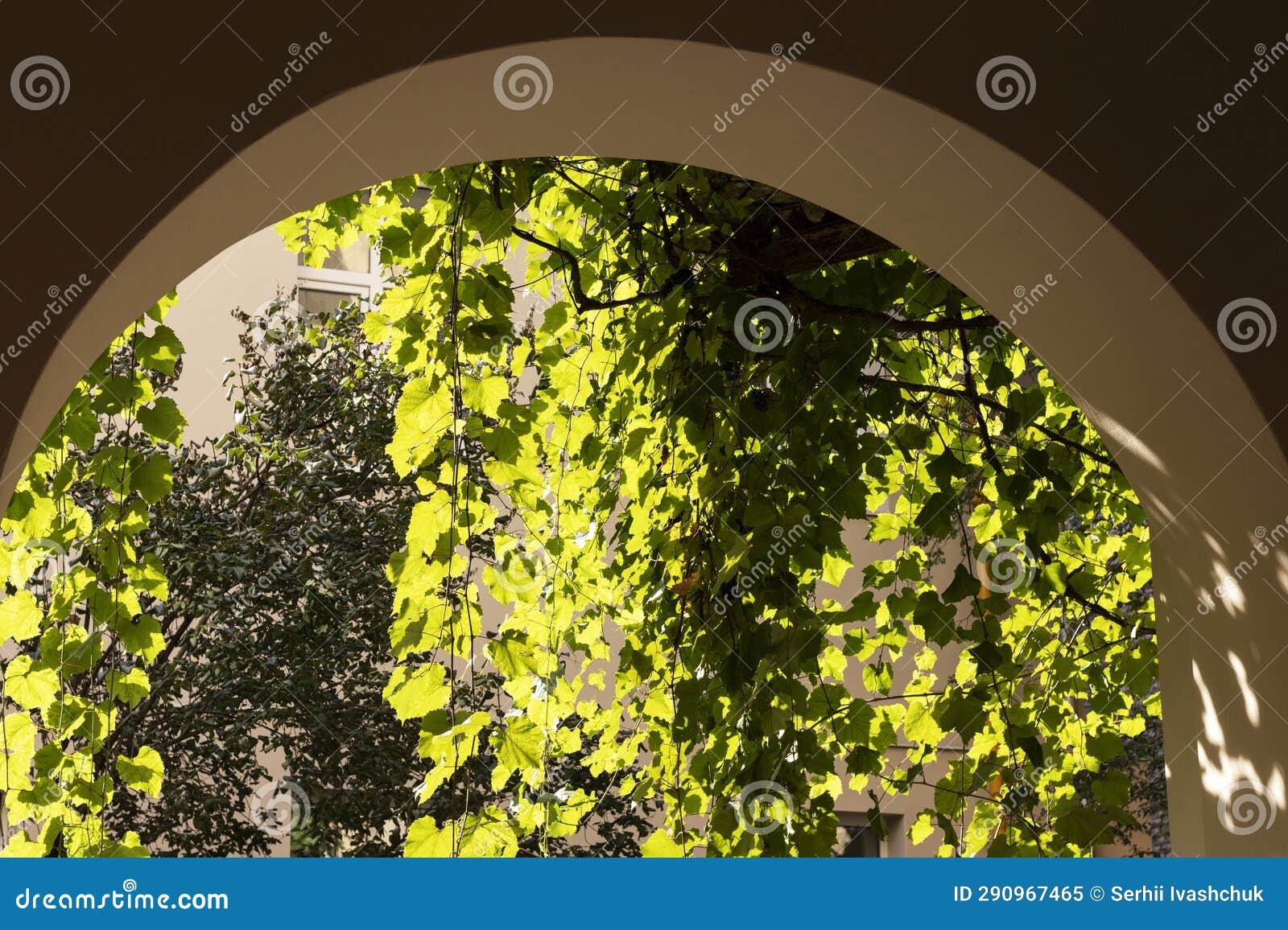 Decorative Grapes in the Courtyard Arch Stock Image - Image of ...