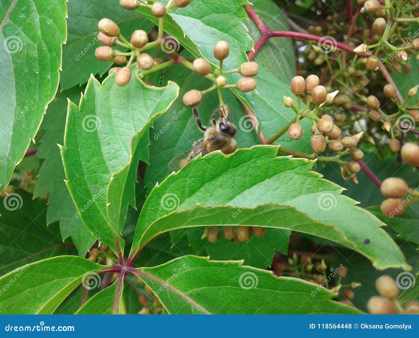 Summer. Bees Pollinate Grapes Pyatilistochkovy Stock Photo - Image of ...