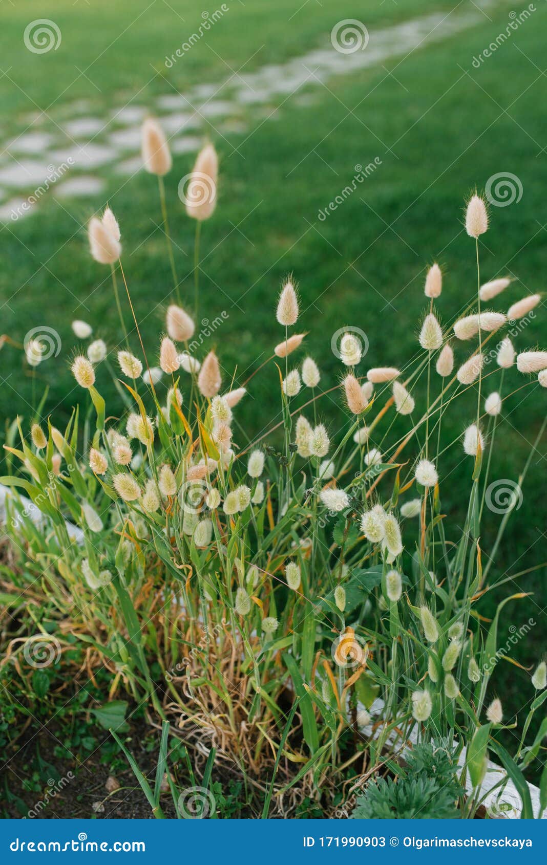 Decorative Grass Hare Tail or Lagurus in Summer on a Flower Bed Stock ...