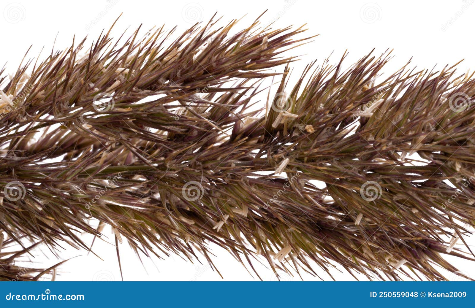 Decorative grass isolated stock photo. Image of beautiful - 250559048