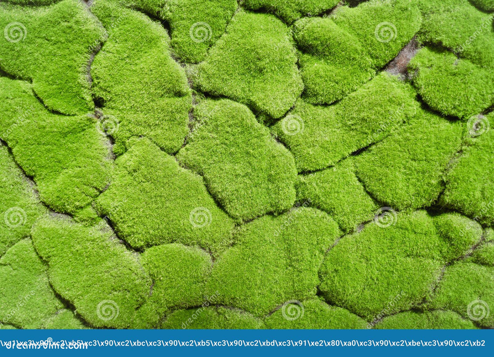 Decorative grass texture stock image. Image of summer - 246622227