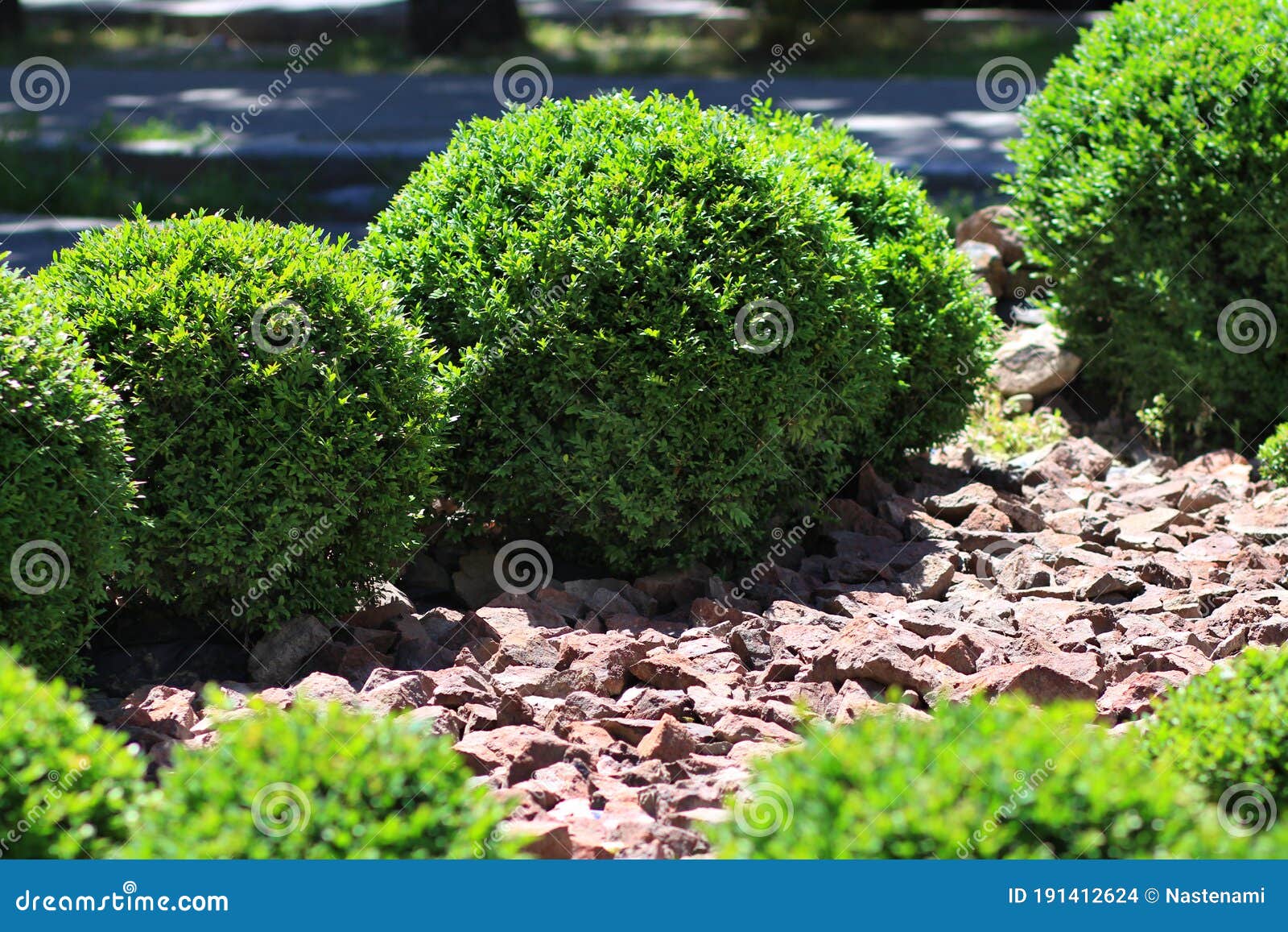 Bushes Hedge With Drop Irrigation System And Mulching Royalty-Free ...