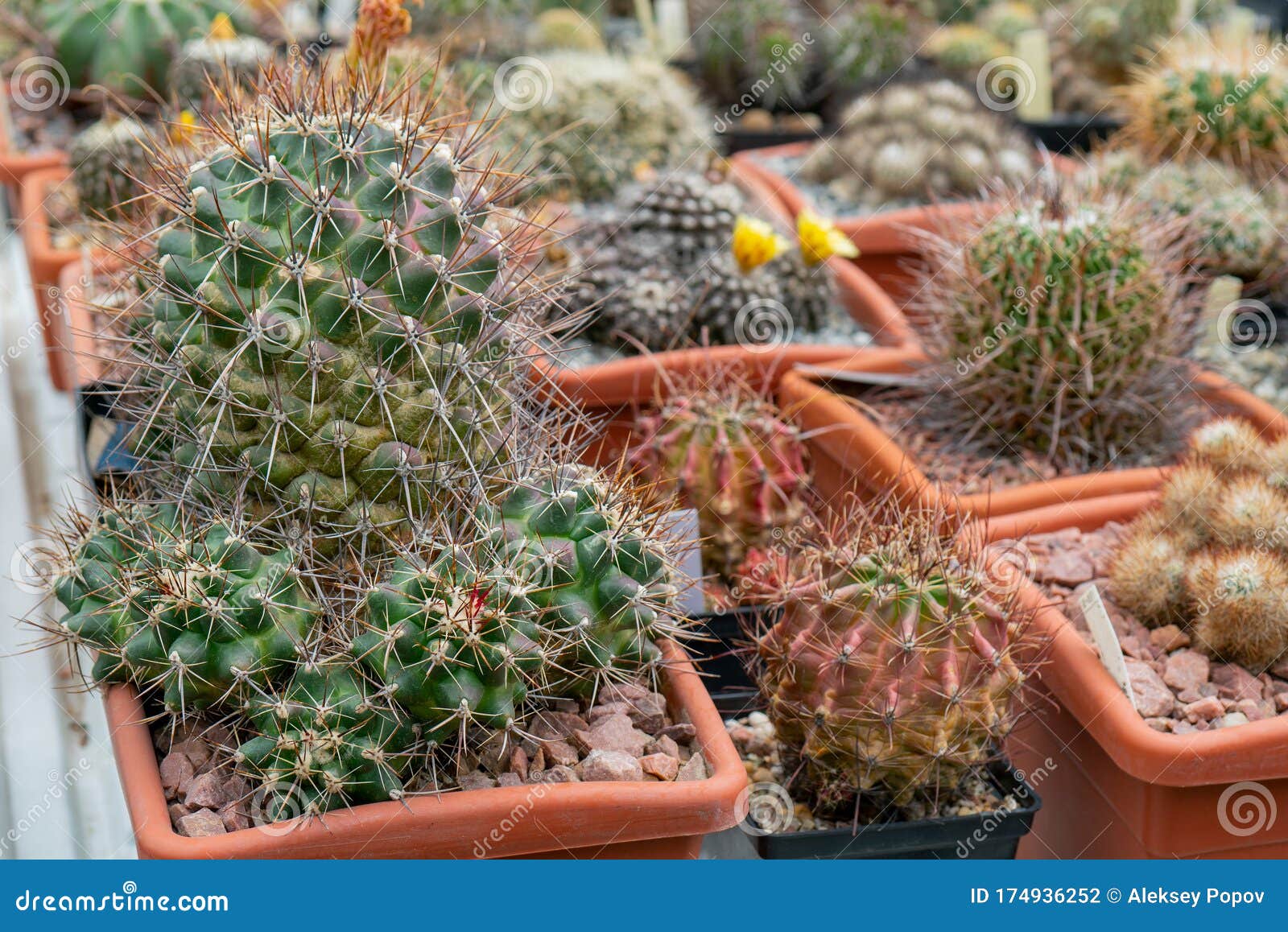 Decorative Green Cacti with Sharp Spines Stock Photo - Image of ...
