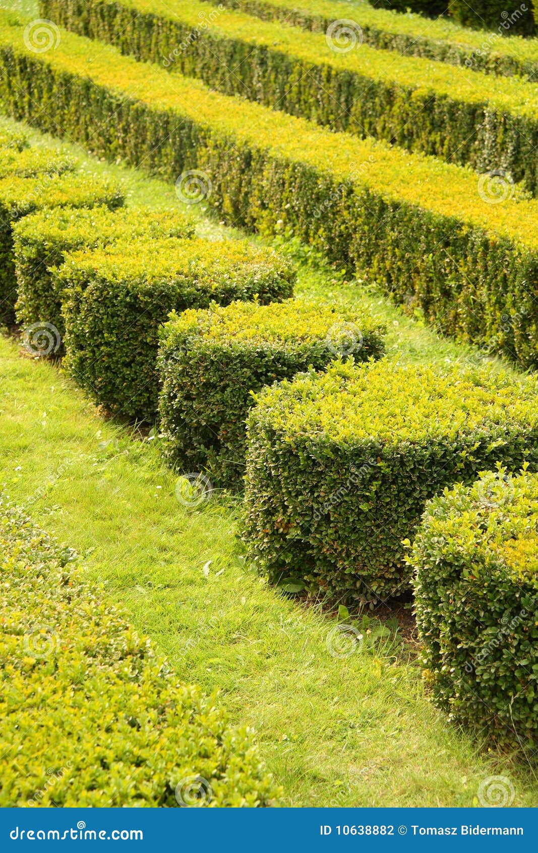 Decorative green hedges stock photo. Image of topiary - 10638882