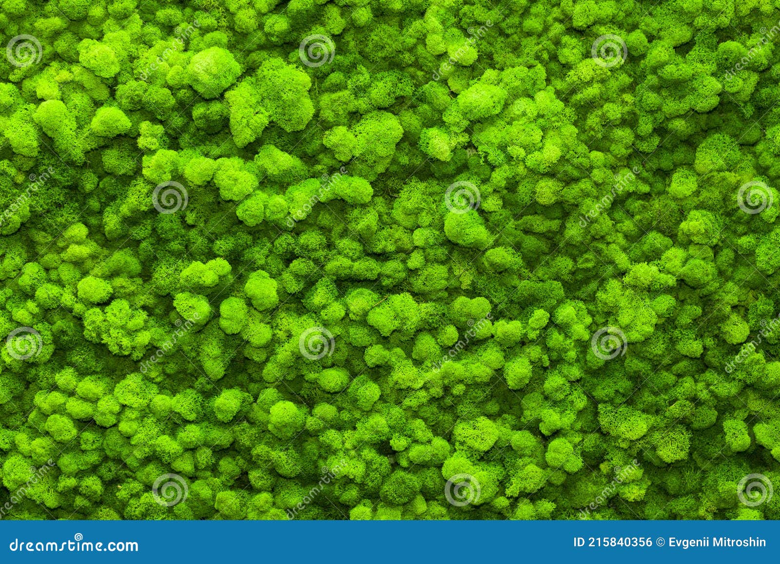 Decorative green moss wall stock photo. Image of natural - 215840356