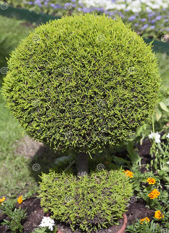 Decorative Green Shrub in Shape of Ball Stock Photo - Image of natural ...