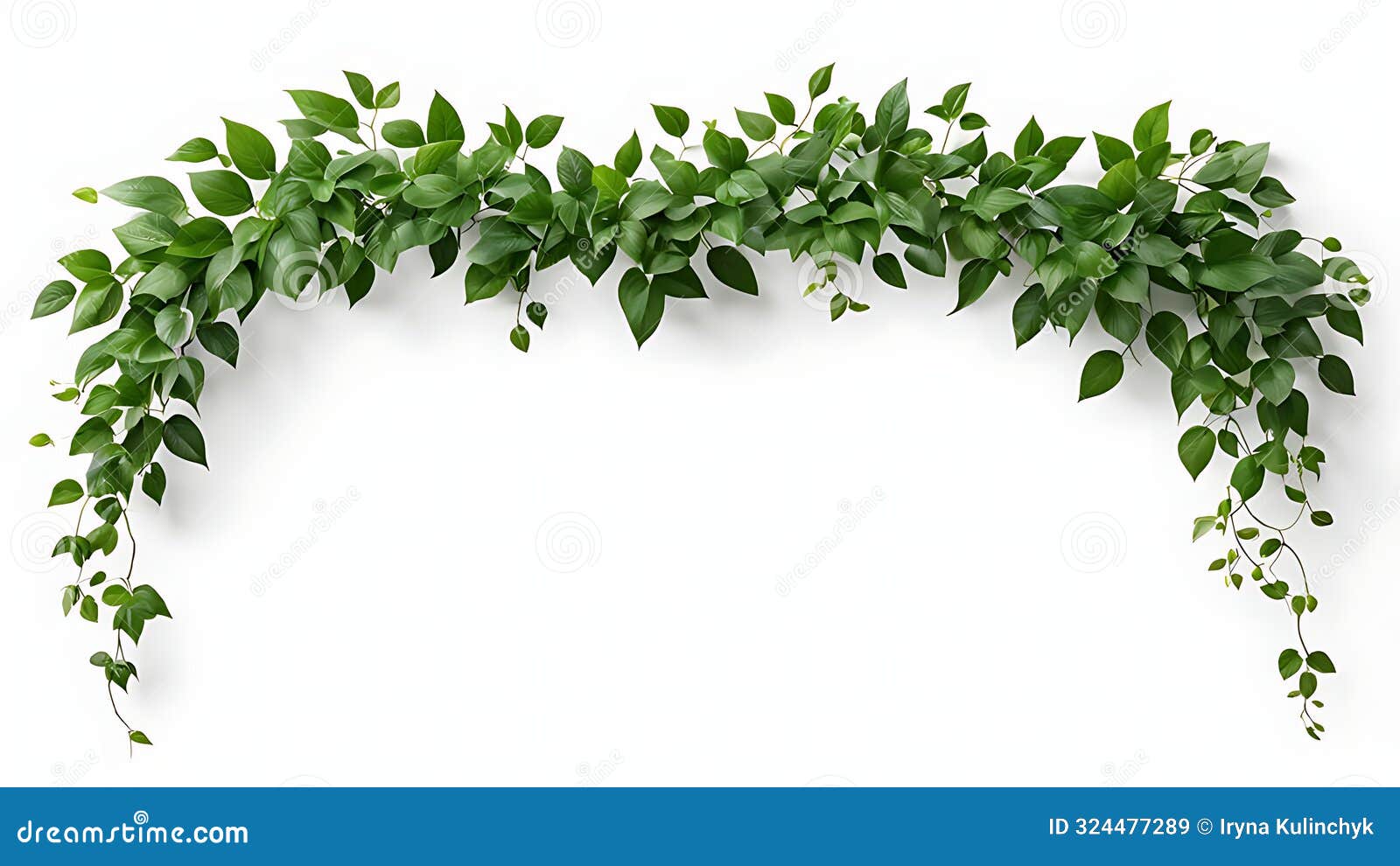 Decorative Green Vine Isolated on a White Background. Copy Space Stock ...