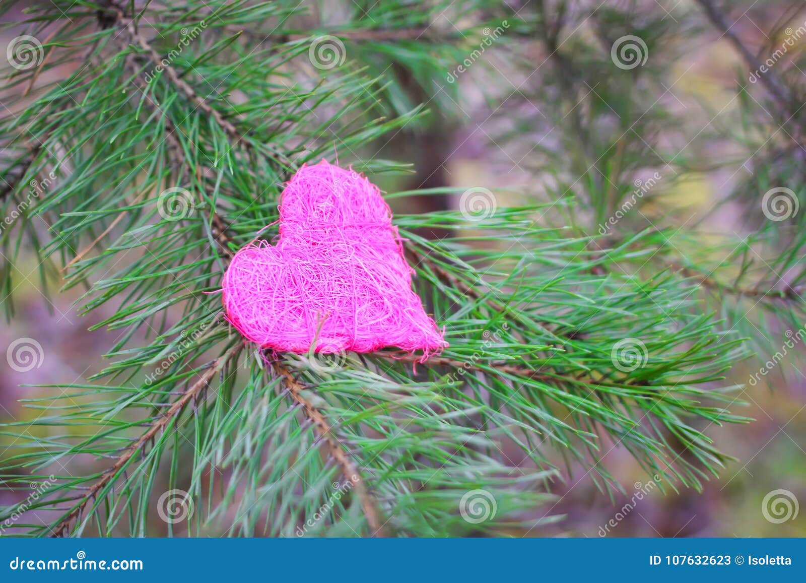 Decorative Heart on Pine Tree Branches Outdoors. Stock Image - Image of ...