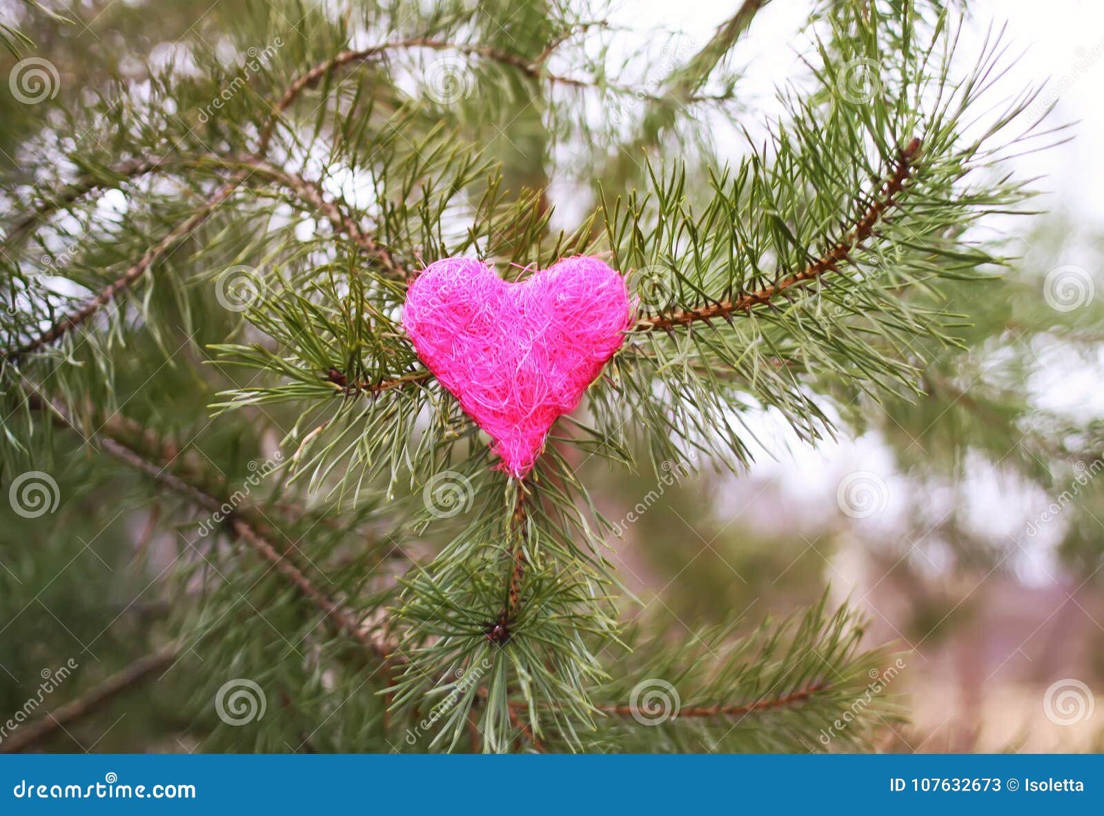 Decorative Heart on Green Pine Tree Branches Outdoors. Stock Image ...