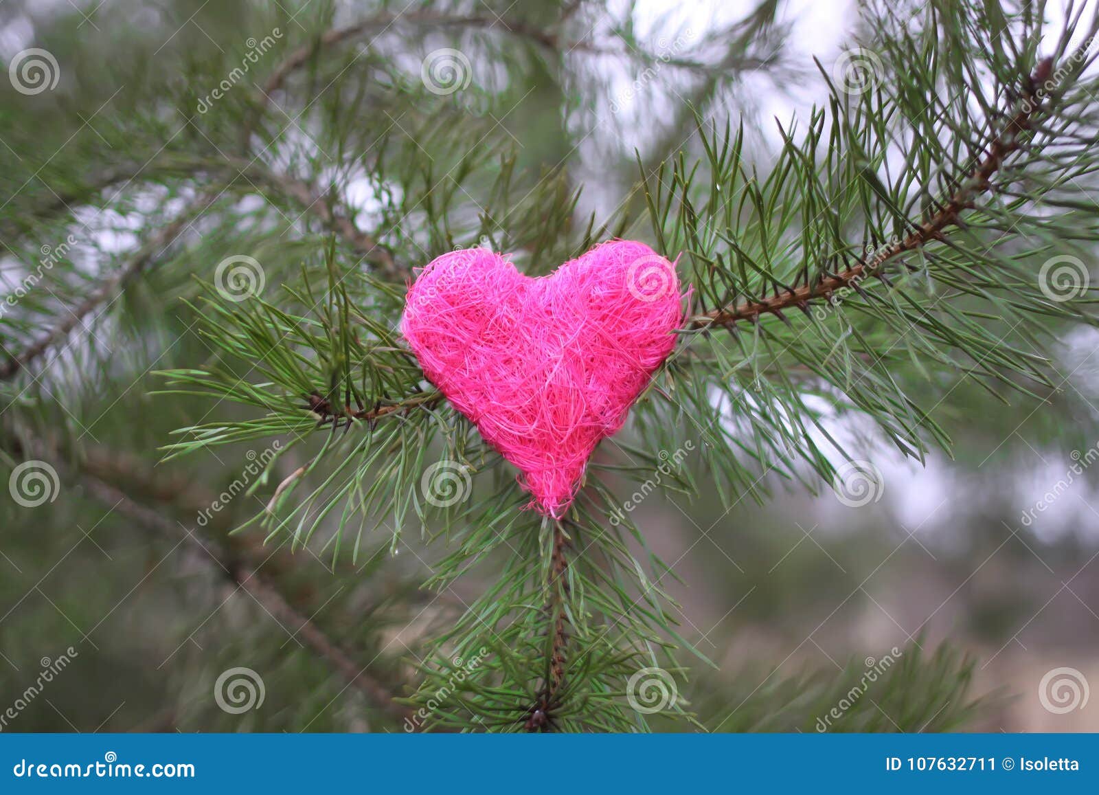 Decorative Heart on Pine Tree Branches Outdoors. Stock Image - Image of ...