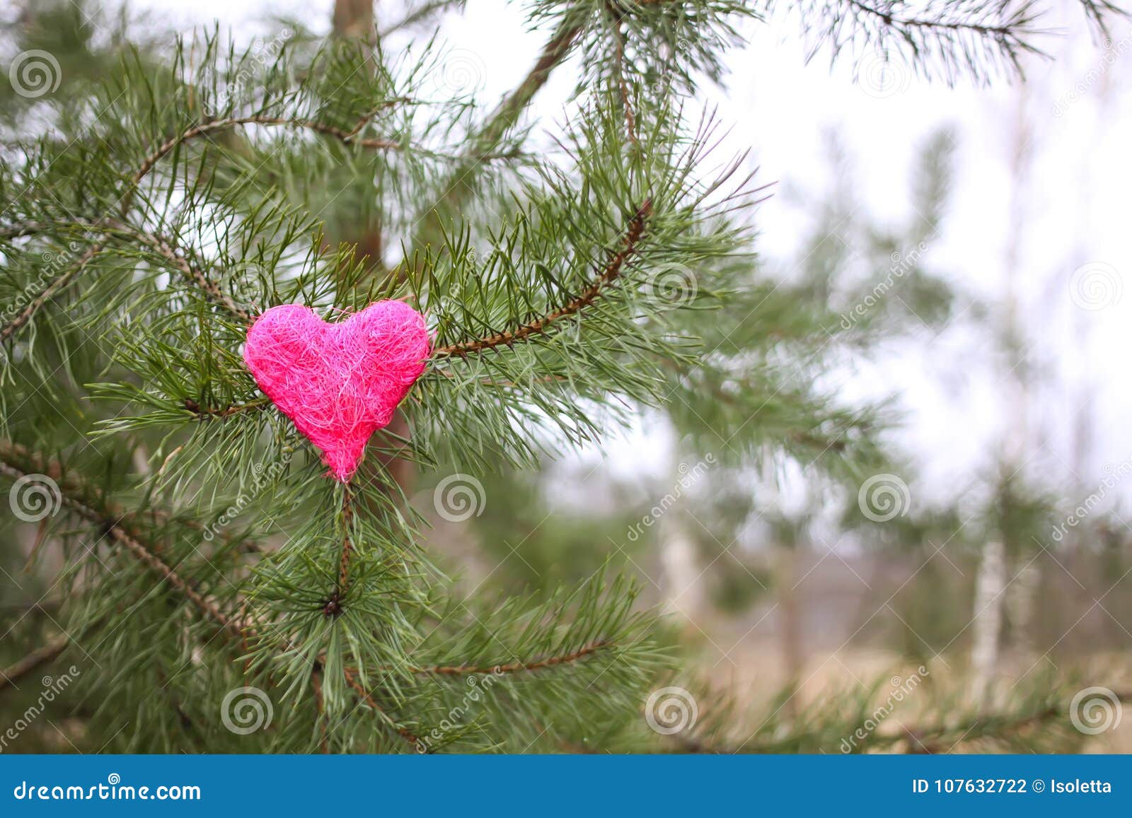 Decorative Heart on Pine Tree Branches Outdoors. Stock Photo - Image of ...