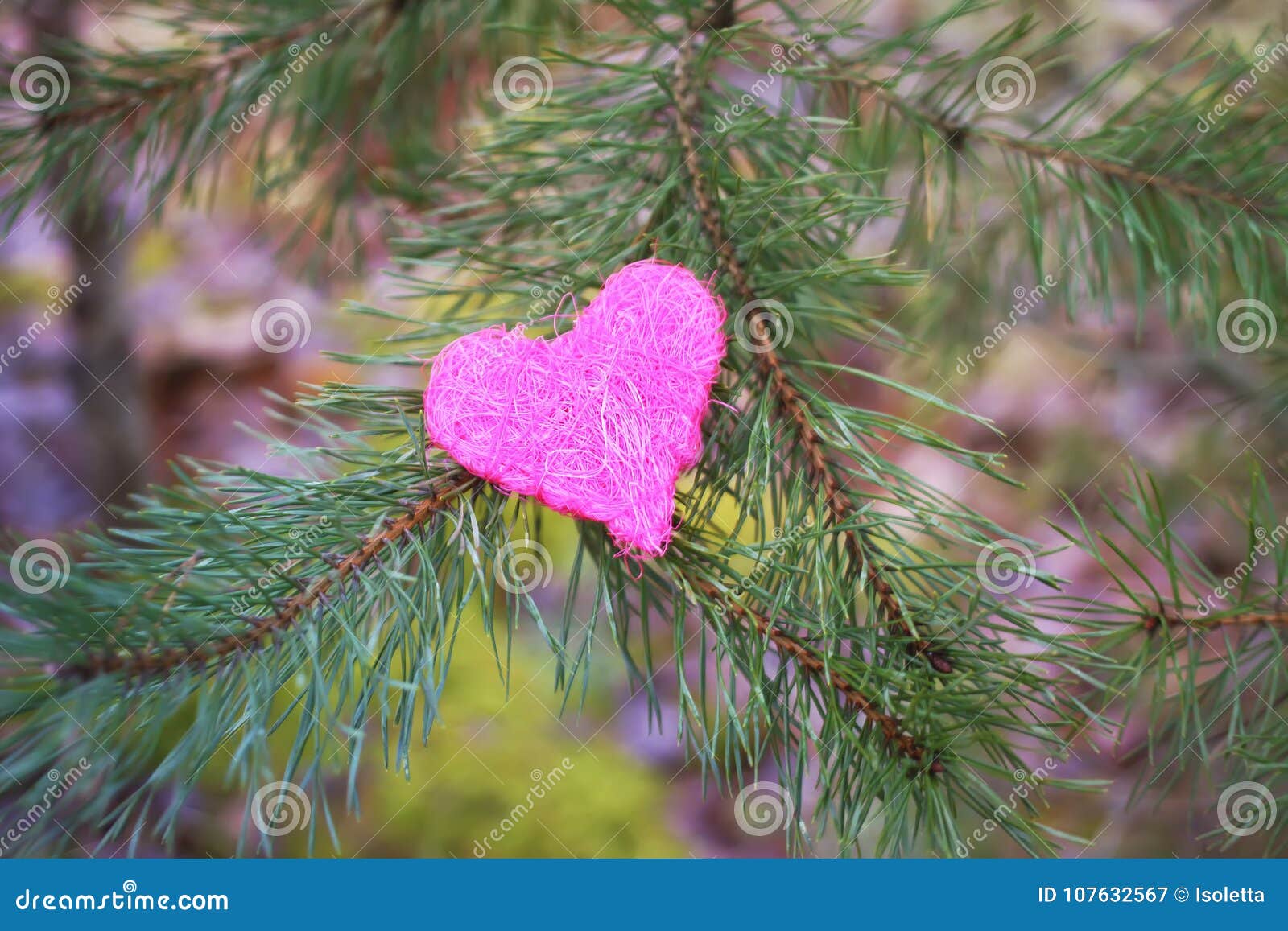 Decorative Heart on Pine Tree Branches Outdoors. Stock Image - Image of ...