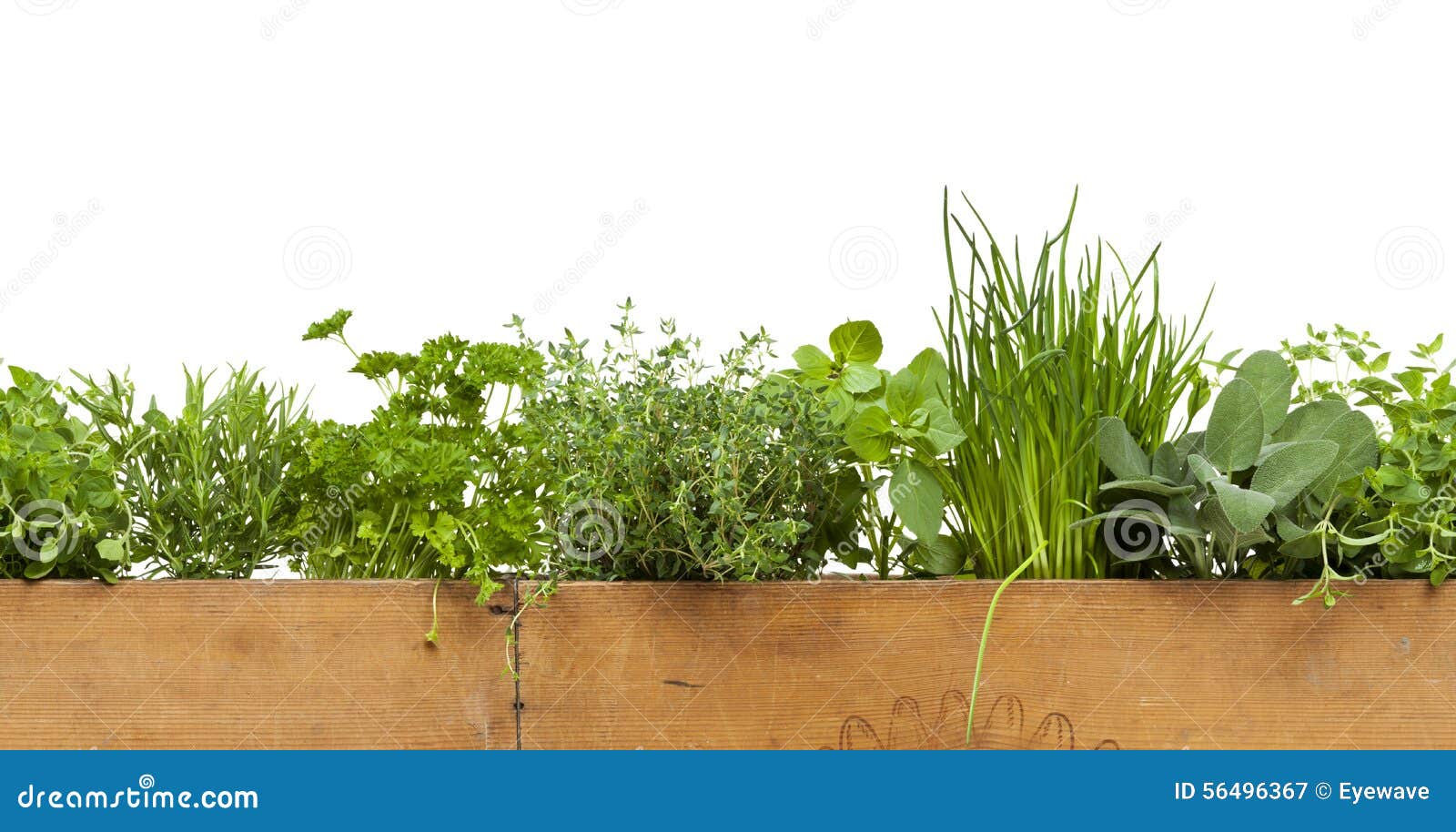 Decorative Herbs Border stock image. Image of parsley - 56496367