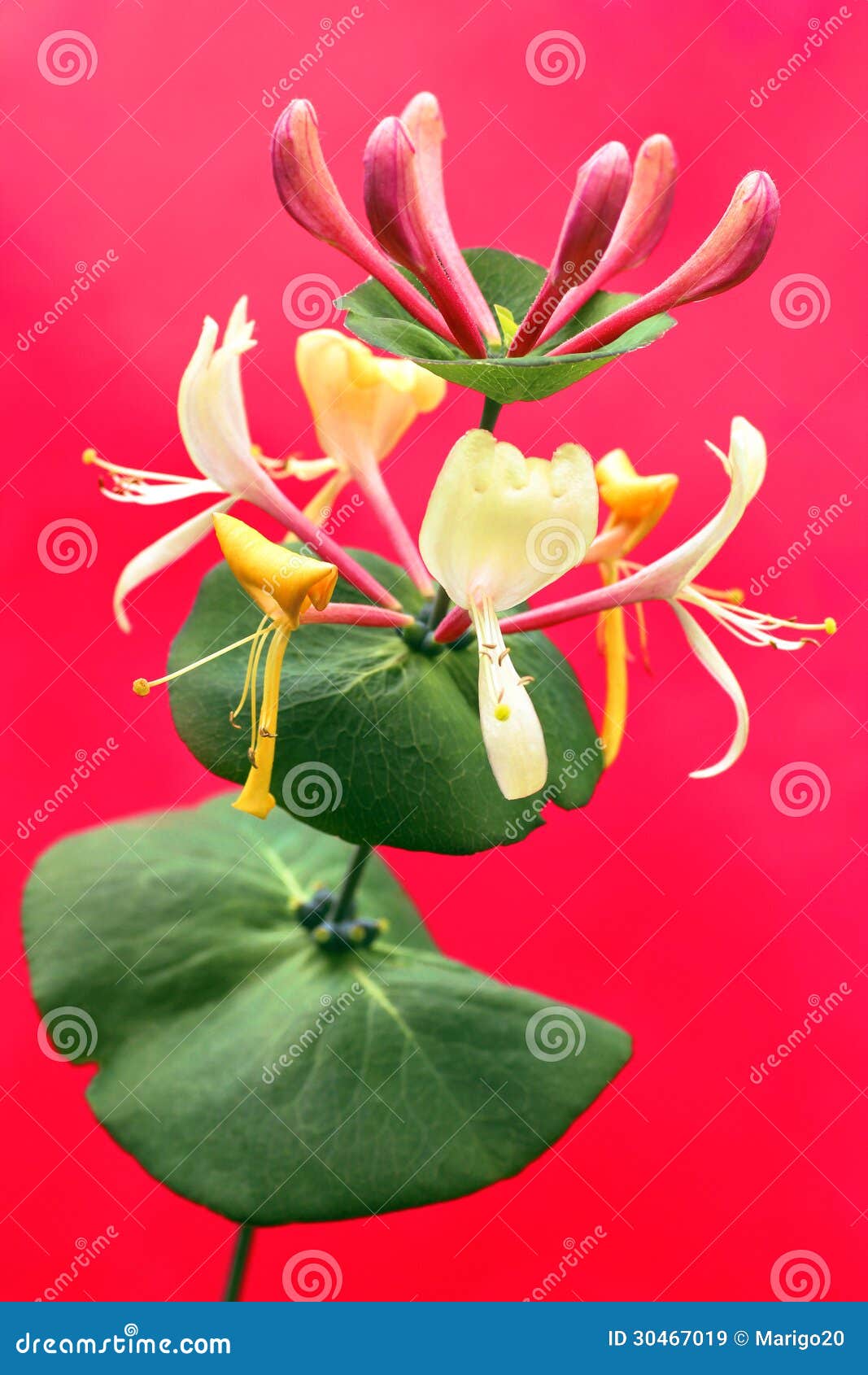 Decorative honeysuckle. stock image. Image of blooming - 30467019