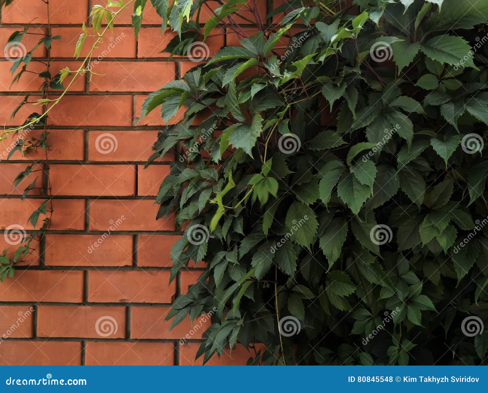 Decorative Hops Growing on a Brick Wall Garden Stock Photo - Image of ...