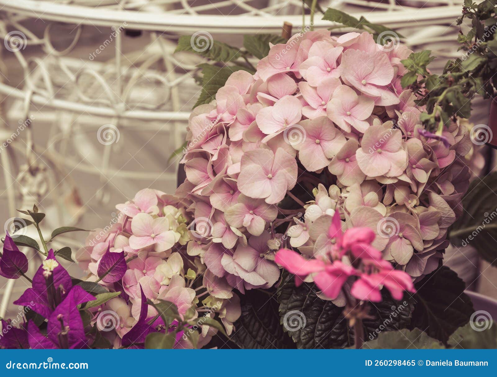 Decorative Hydrangea and Other Flowers, Vintage Style Stock Image ...