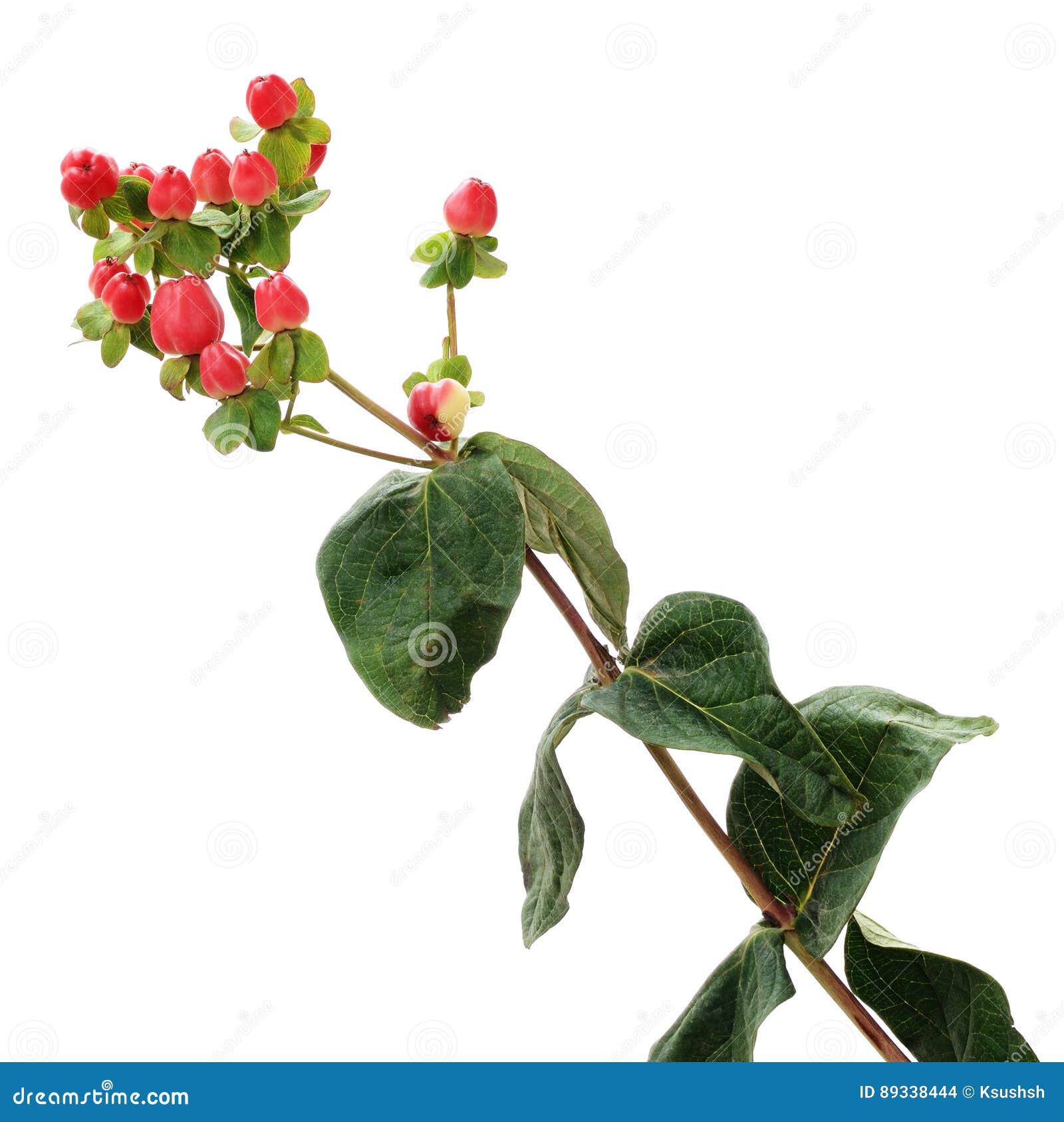 Decorative Hypericum Coco Berries Stock Photo - Image of floral, coco ...