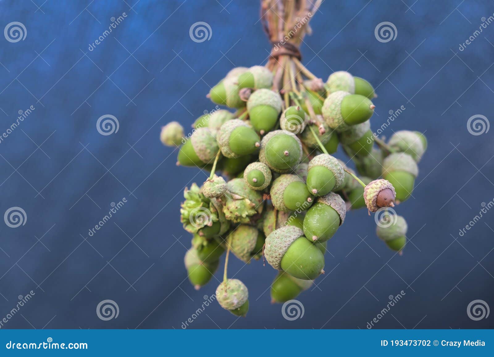 Decorative Image from Natural Acorn Fruits Stock Photo - Image of ...