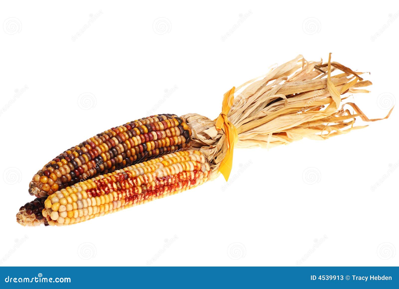 Decorative indian corn stock image. Image of thanksgiving - 4539913